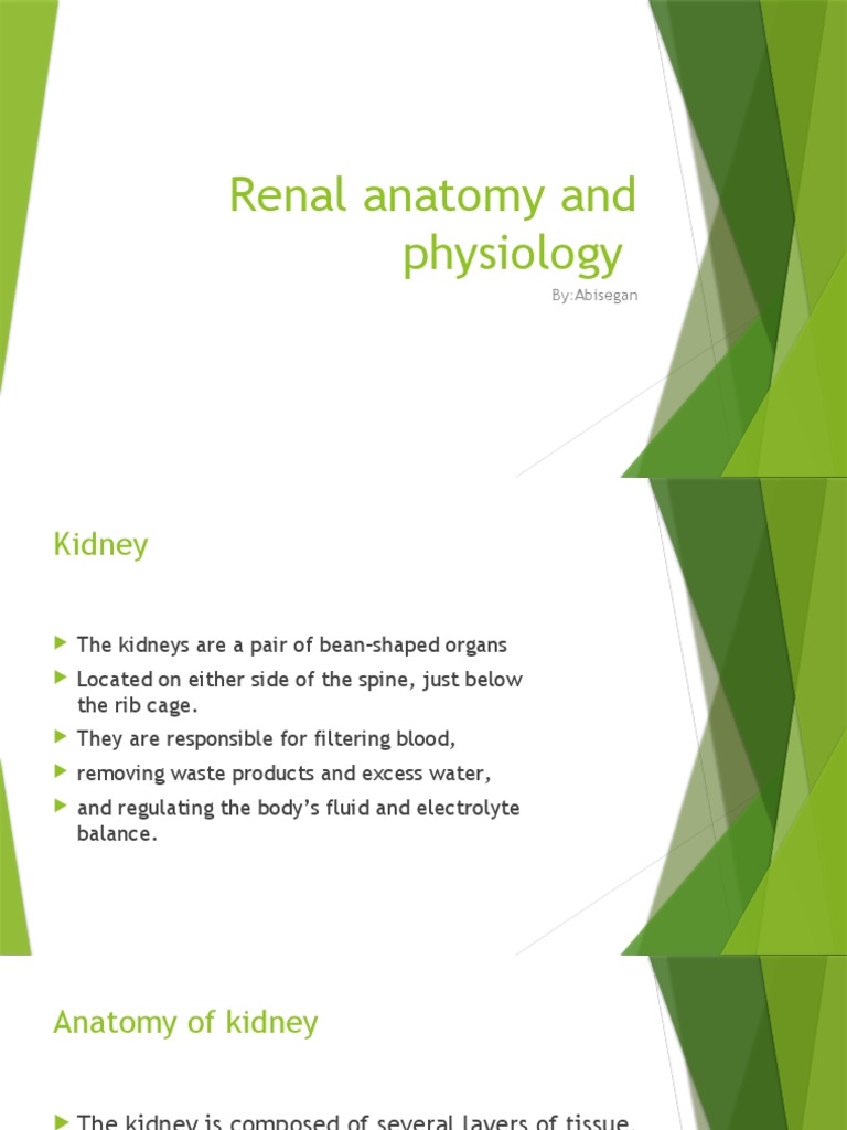 Renal Anatomy and Physiology | PDF | Kidney | Organ (Anatomy)