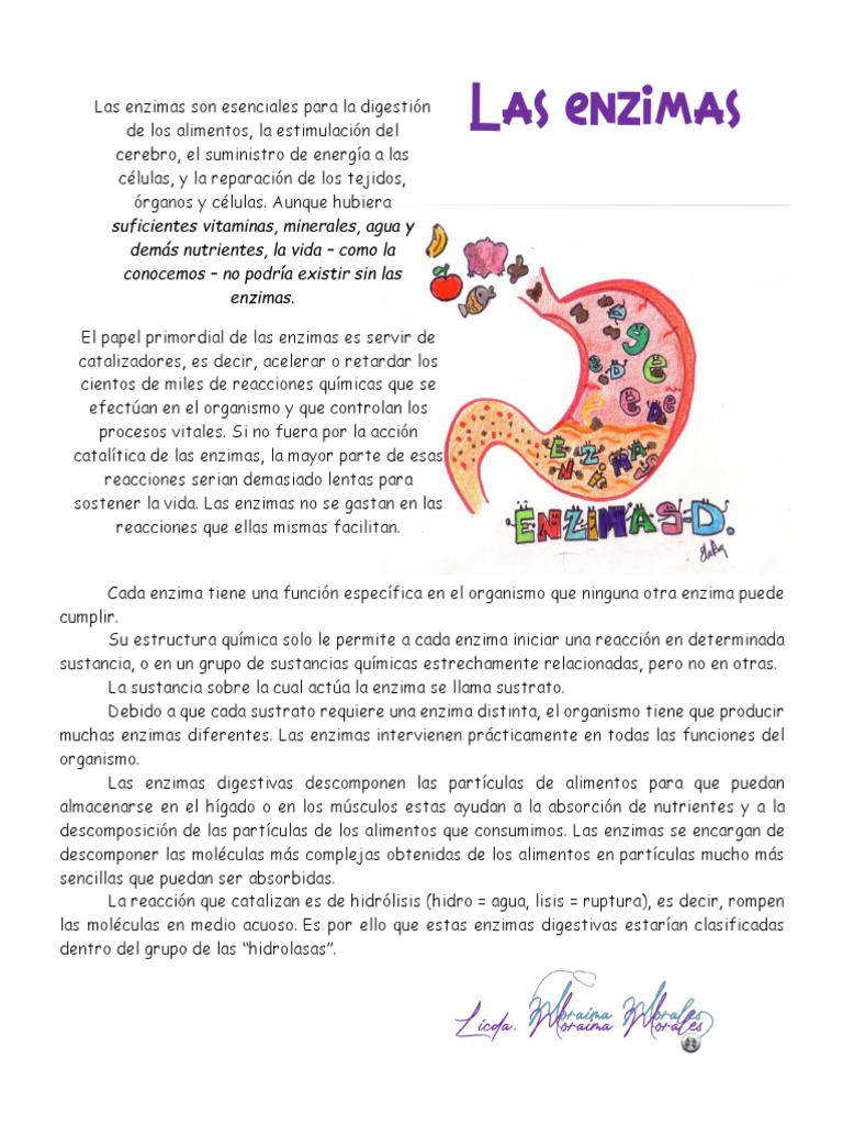 ENZIMAS | PDF | Enzima | Digestión