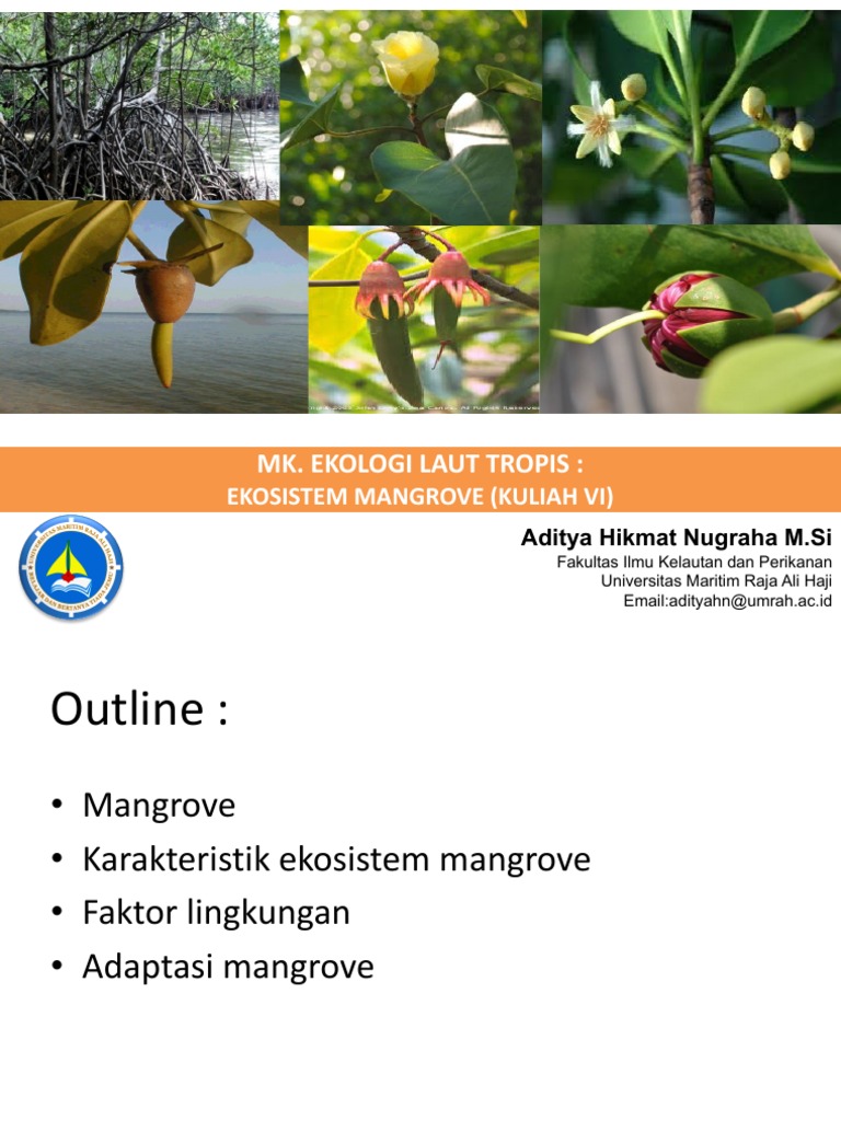 Kuliah VI - VII Ekosistem Mangrove | PDF | Griya & Taman