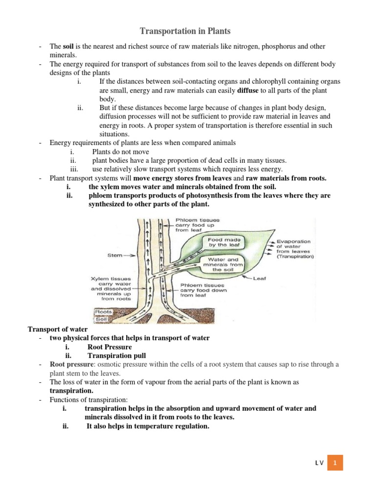 Transportation in Plants - NOTES and NB Questions | PDF | Leaf | Root