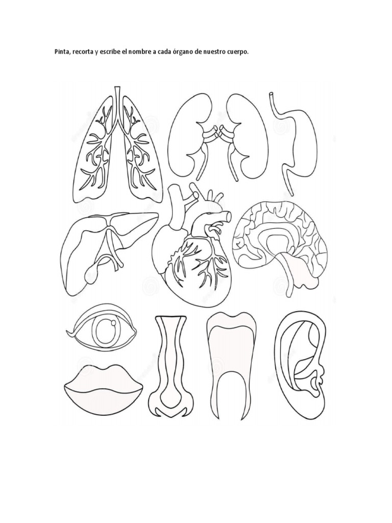 Órganos Del Cuerpo para Colorear | PDF