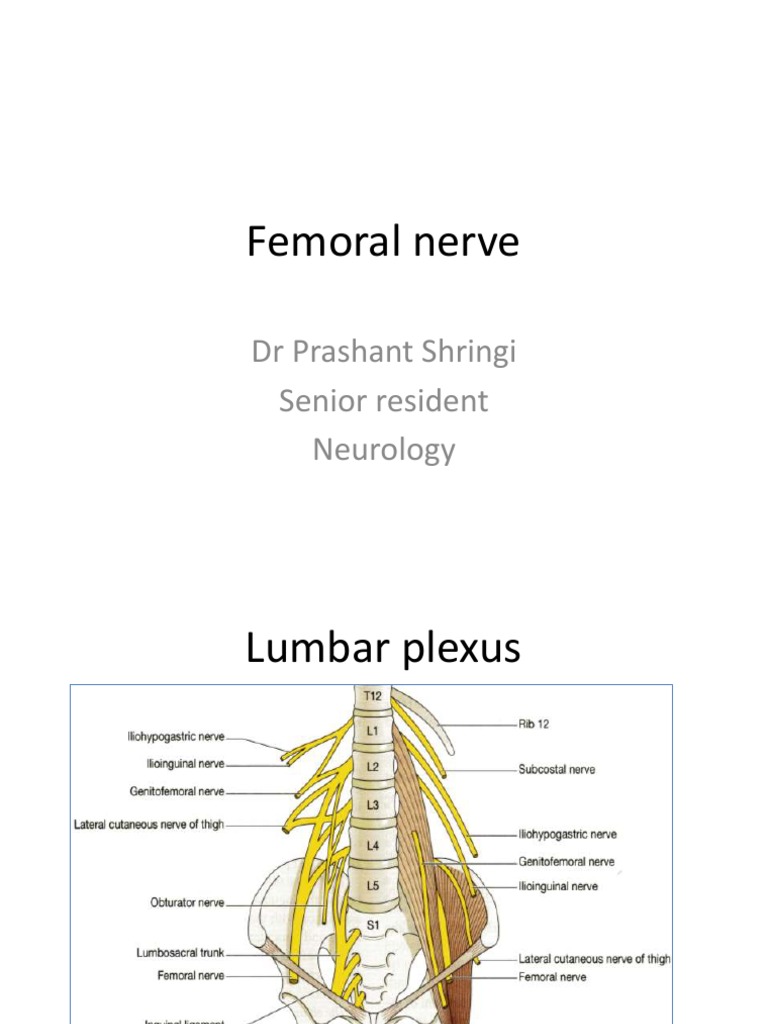 Femoral Nerve Anatomy and Function | PDF | Human Leg | Human Anatomy
