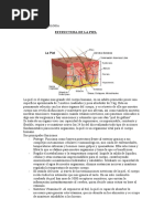 Glandulas Apocrinas | PDF | Piel | Epitelio