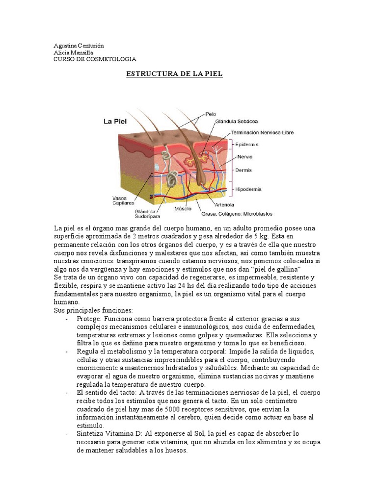 Estructura de La Piel | PDF | Piel | Epidermis