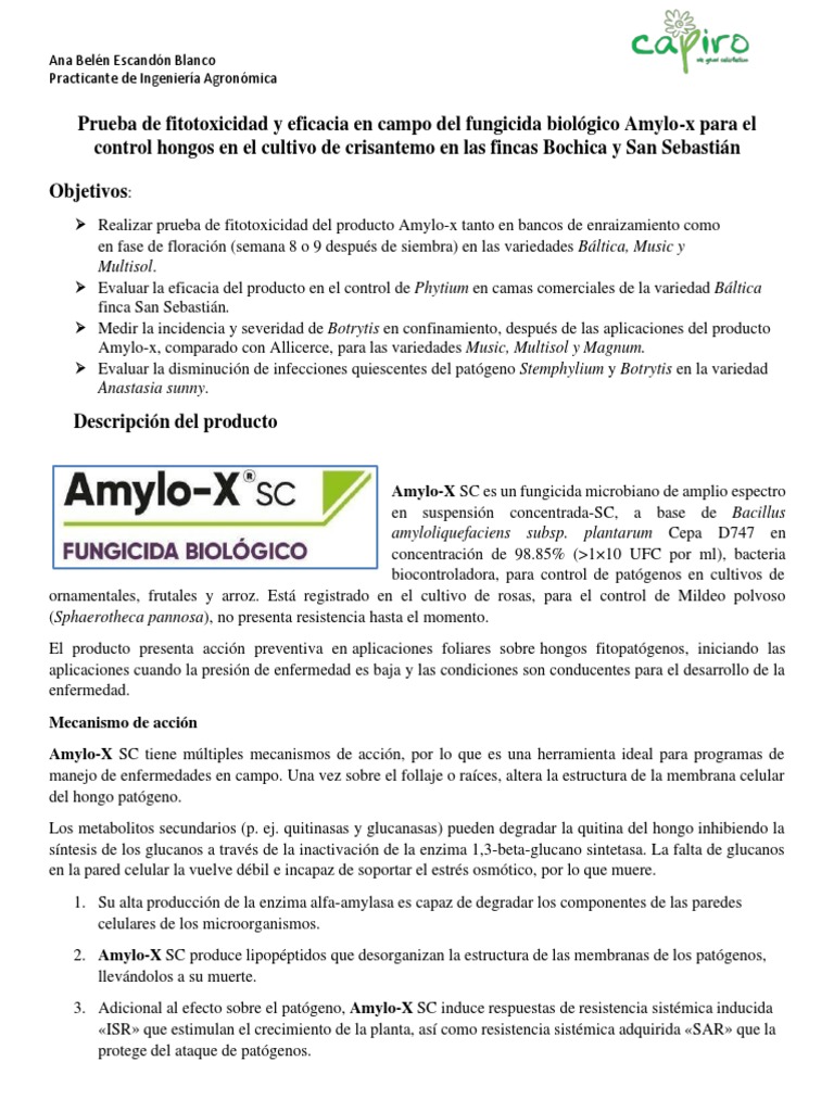 Eficacia de Amylo-X en Crisantemos | PDF