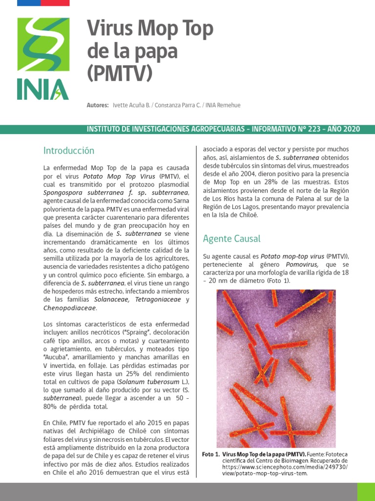 Virus Mop Top de la Papa (PMTV) | PDF | Virus | Patata