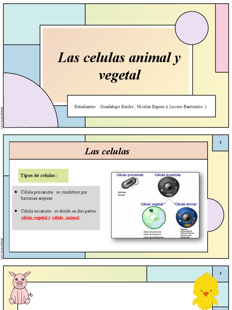 las celulas animal y vegetal | PDF | Biología Celular) | Plantas