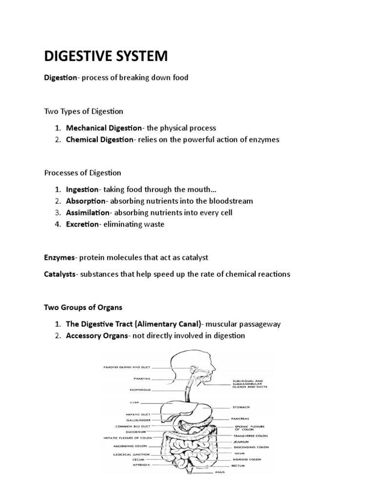 Digestive System: Digestion-Process of Breaking Down Food | PDF ...