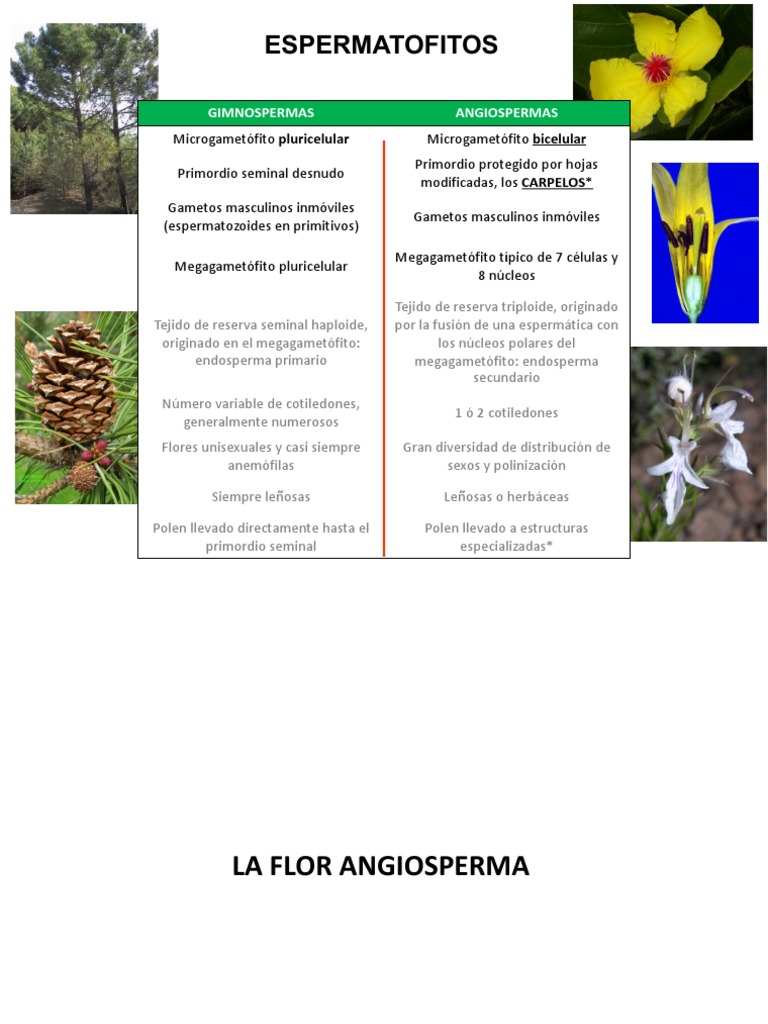 14-Angiospermas + Polinización | PDF | Flores | Fruta