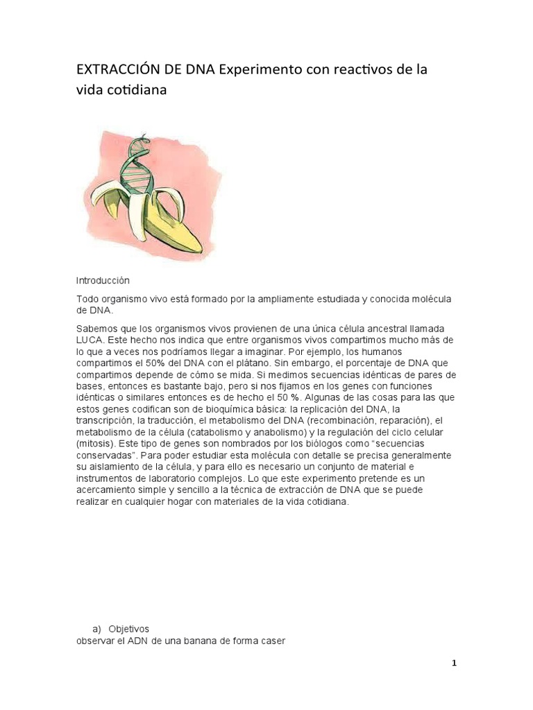 Extracción de ADN de Banana en Casa | PDF | Adn | Gene