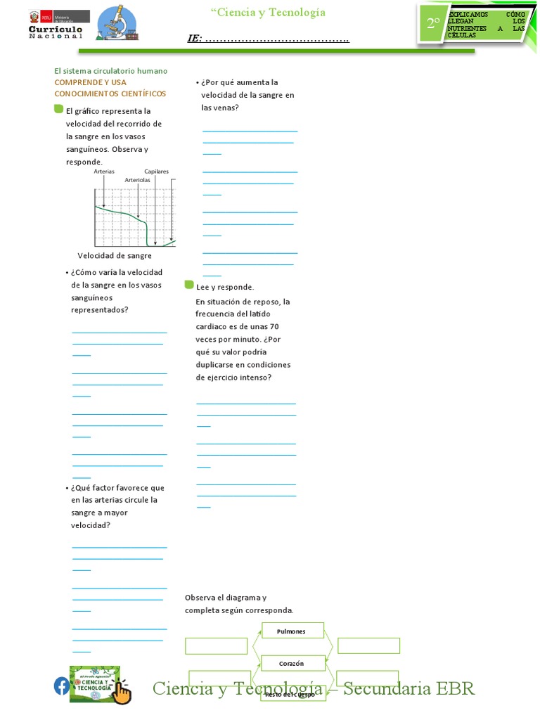 C3º-Pract-Act5-Cyt U2 | PDF | Corazón | Anatomia animal