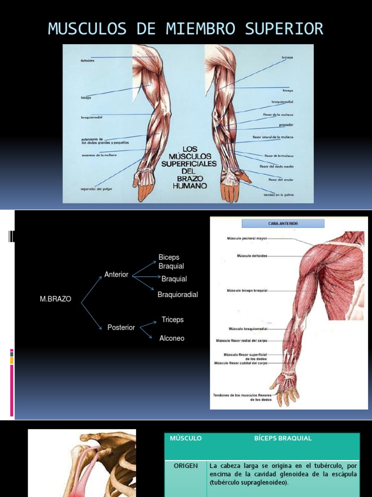 Musculos Miembro Superior - CODO-MUÑECA | PDF | Mano | Codo