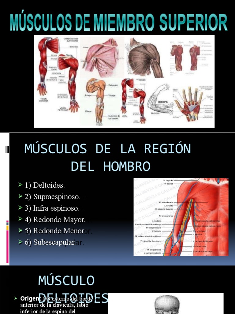 Musculos de Miembro Superior | PDF | Mano | Hombro