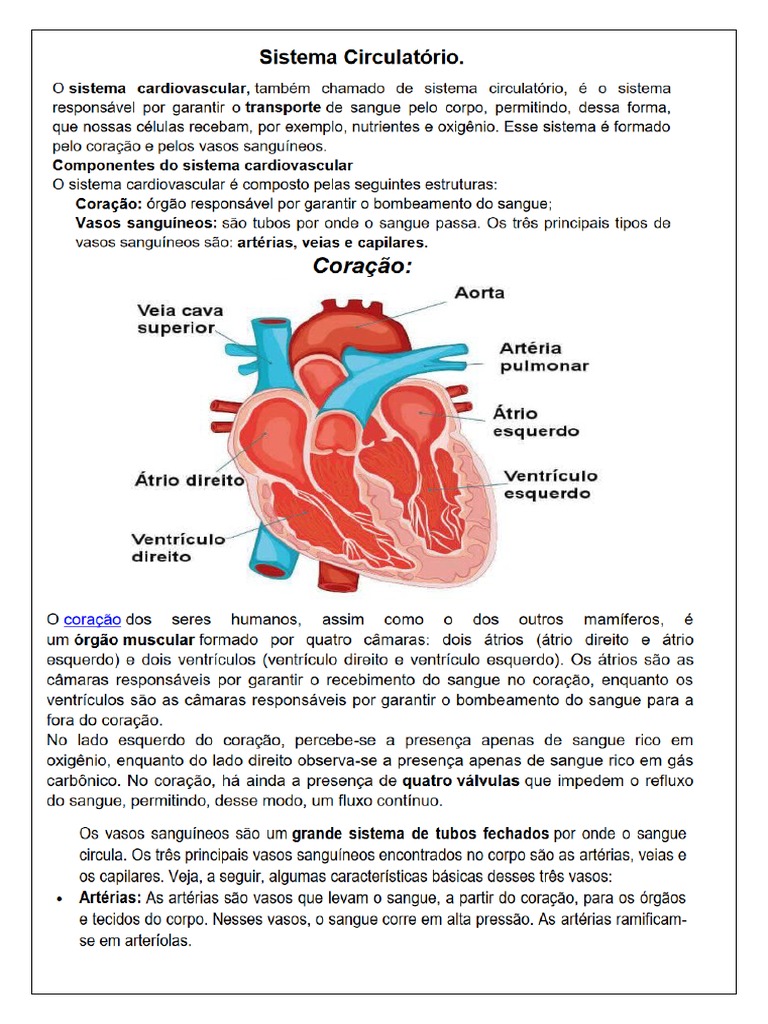 Sistema Circulatorio 5 Ano | PDF