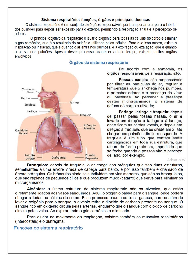 Sistema Respiratorio 5 Ano | PDF
