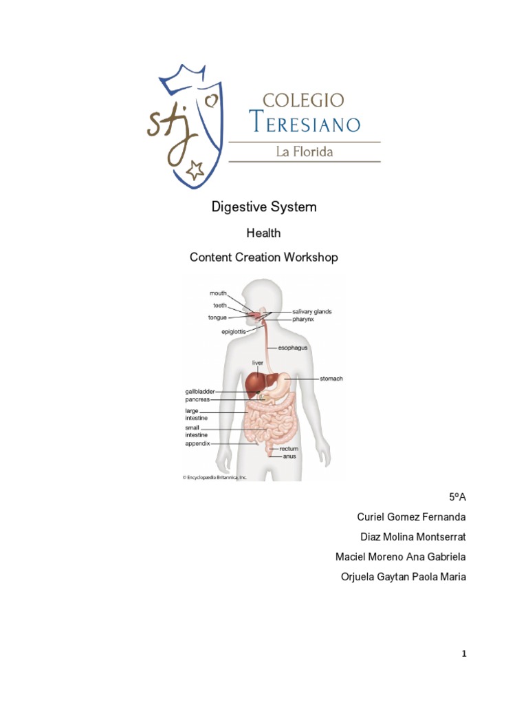 Digestive System | PDF | Human Digestive System | Gastrointestinal Tract