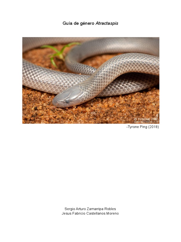 Guía de Género Atractaspis | PDF