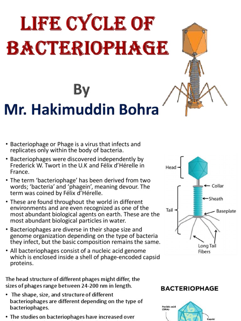 Life Cycle of Bacteriophage | PDF | Bacteriophage | Virus