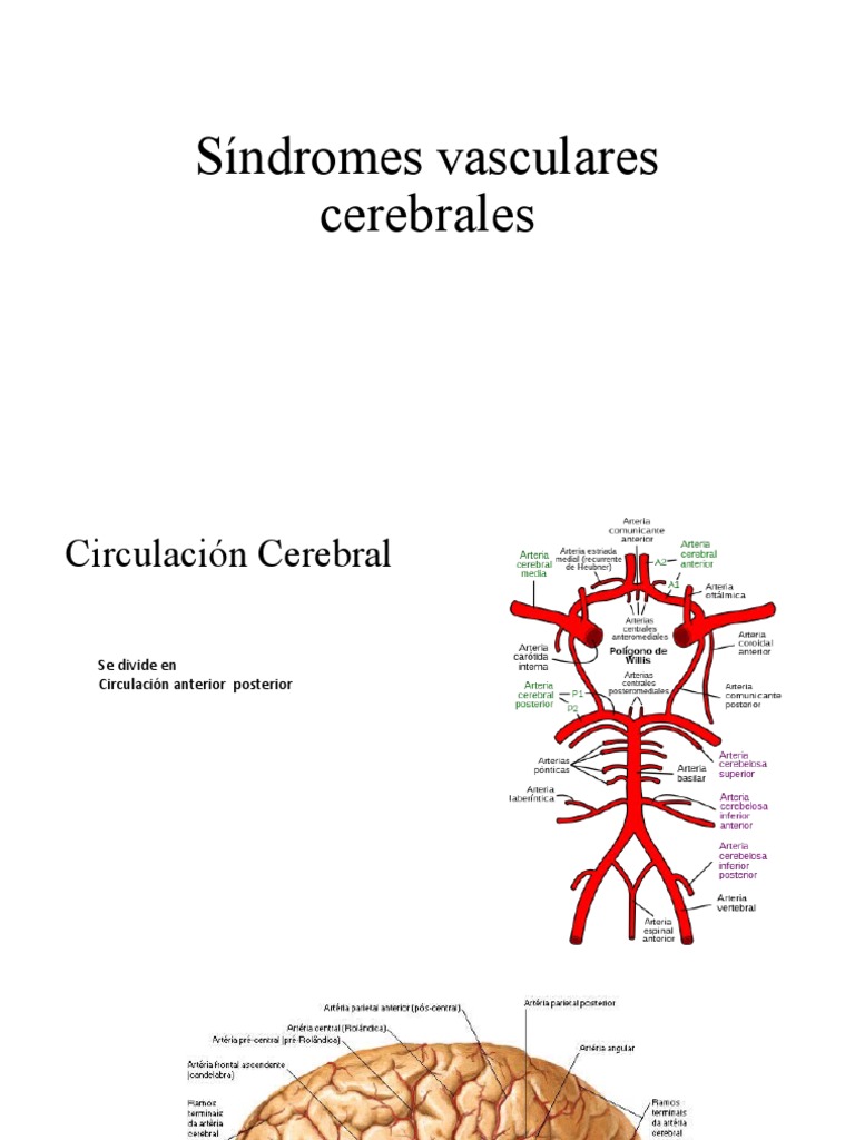 Síndromes Vasculares Cerebrales | PDF | Cerebro | Cabeza y cuello humanos