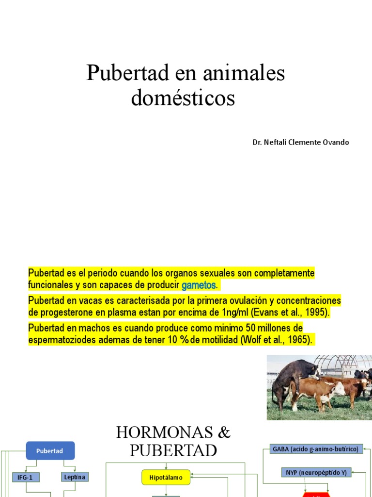 Pubertad en Animales Domésticos | PDF | Hormona luteinizante | Sistema ...