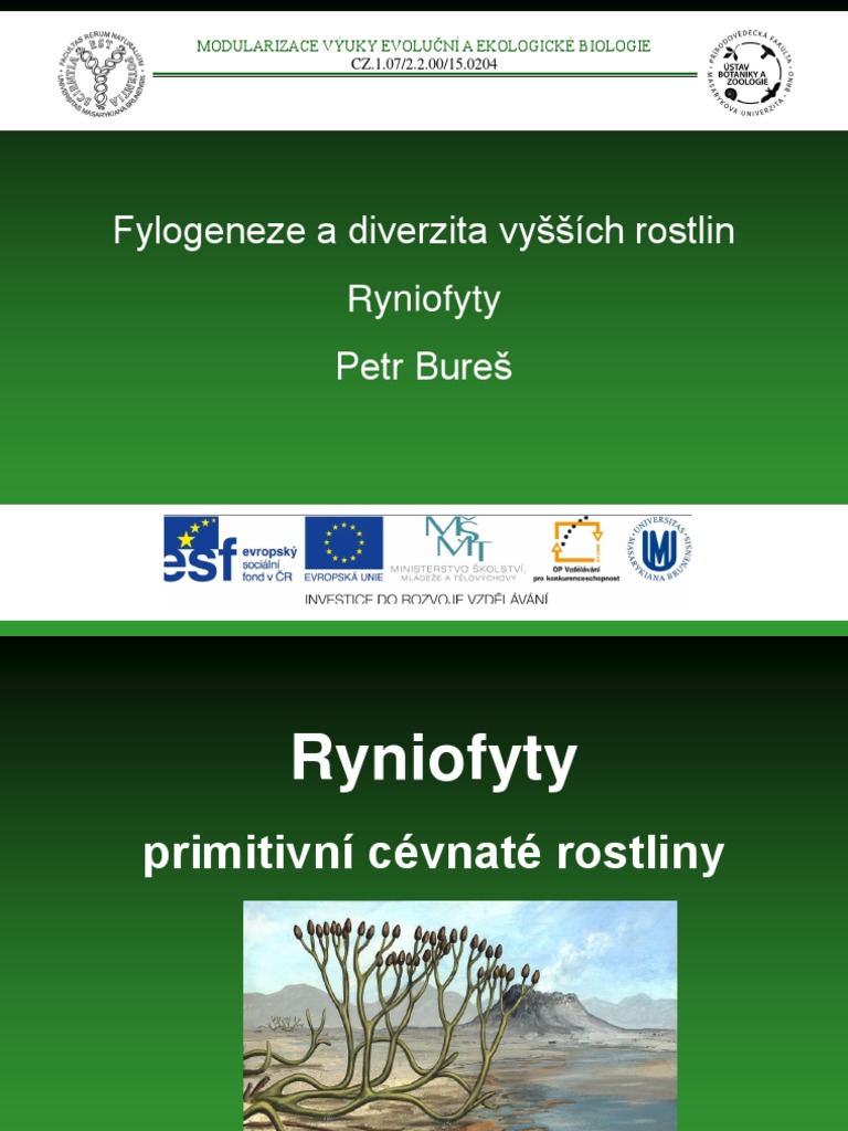 04 Rhyniophytes | PDF