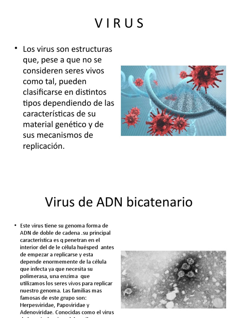Virus | PDF
