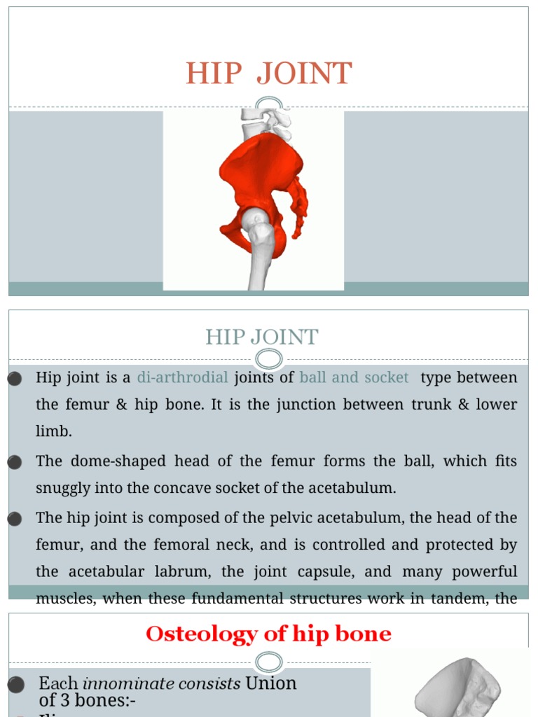 Biomechanics BHIP JOINT | PDF | Hip | Pelvis