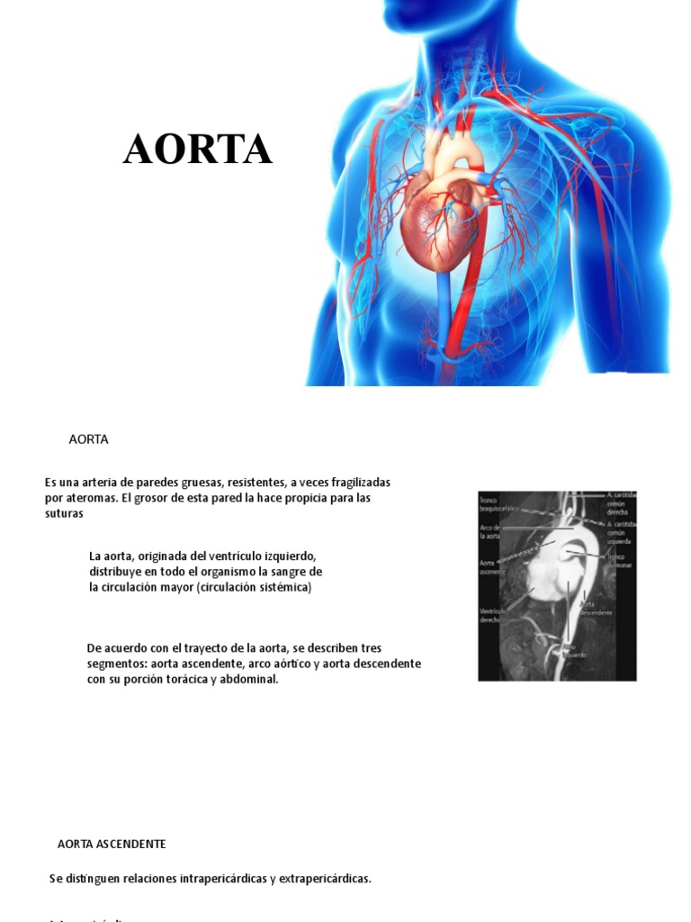 AORTA | PDF | Aorta | Anatomía humana