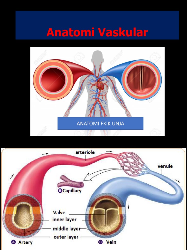 Anatomi Sistem Kardiovaskuler 2 | PDF