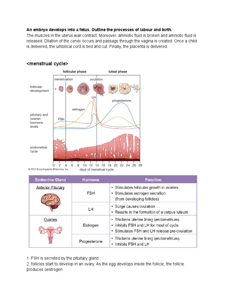 IGCSE Bio 16 (D) - Sexual Reproduction in Humans | PDF