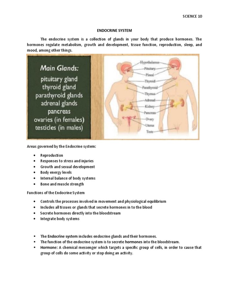 SCIENCE 10 - Endocrine System | PDF