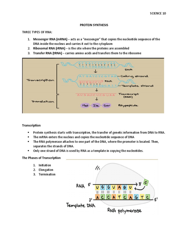 SCIENCE 10 (4TH Quarter) - Protein Synthesis | PDF | Rna | Translation ...