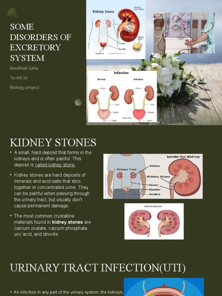 Excretory System Disorders Explained | PDF