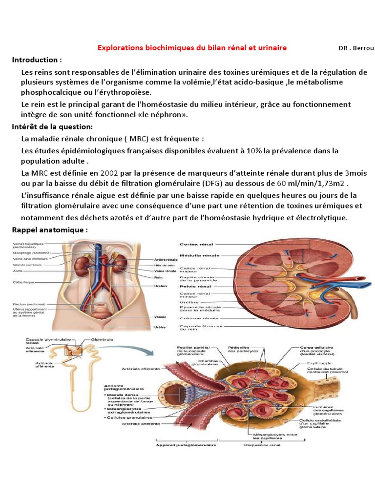 Comprendre Son Bilan Rénal – PING