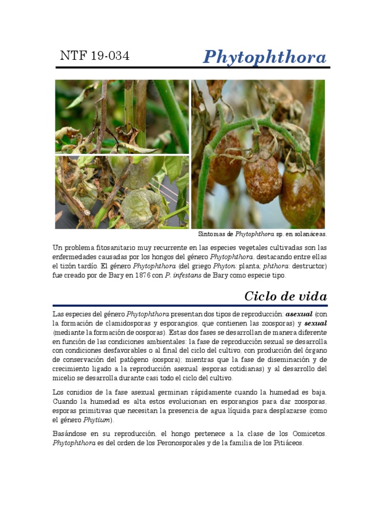 NTF 19 034 Phytophthora | PDF | Hongo | Botánica