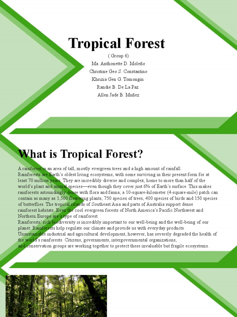 Tropical Forest | PDF | Rainforest | Tropics
