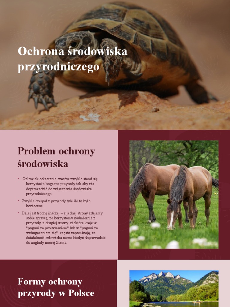 Prezentacja4 - Kopia | PDF