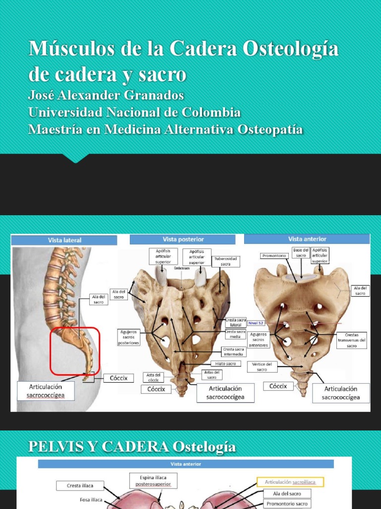 Musculatura de Cadera | PDF | Anatomía humana | Anatomía del miembro inferior