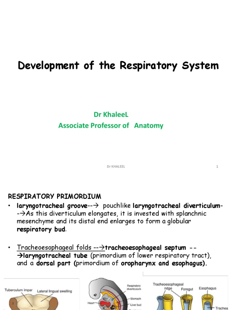 Development of the Respiratory System | PDF | Lung | Larynx