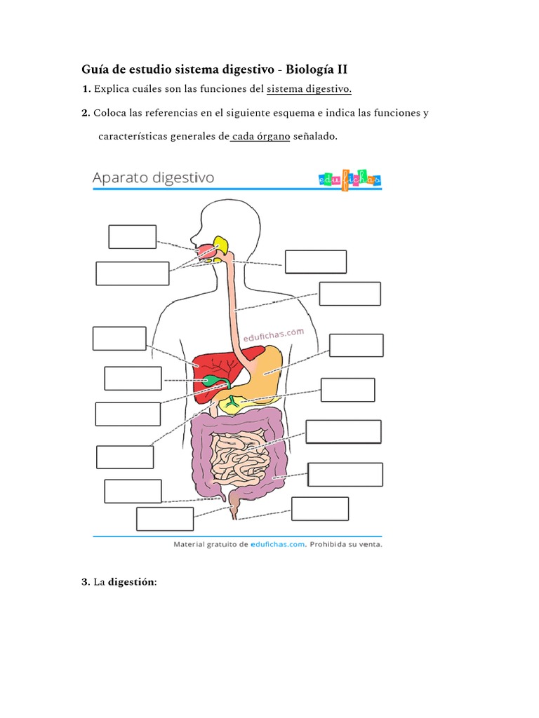 Guía de Estudio Sistema Digestivo | PDF | Ciencia y matemáticas
