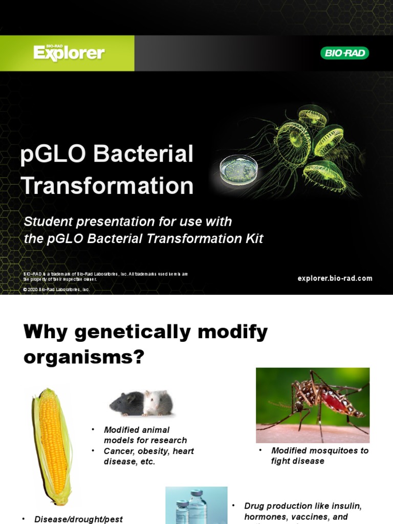 PGLO Bacterial Transformation Kit Presentation | PDF