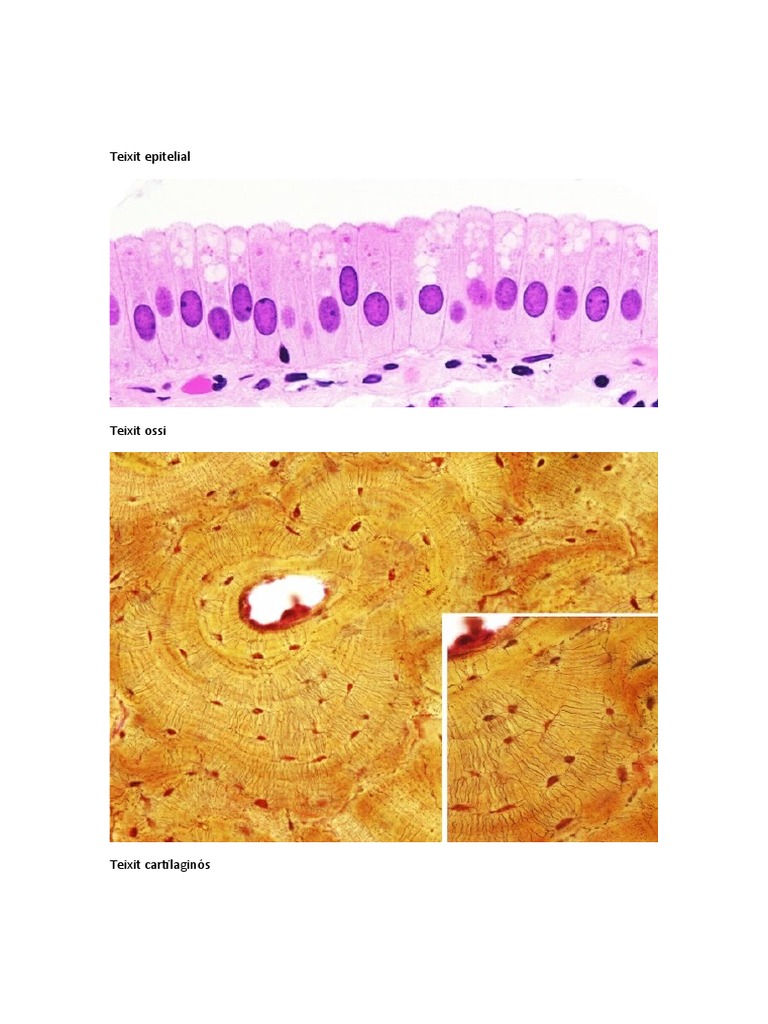 Teixits Ã Ptic | PDF