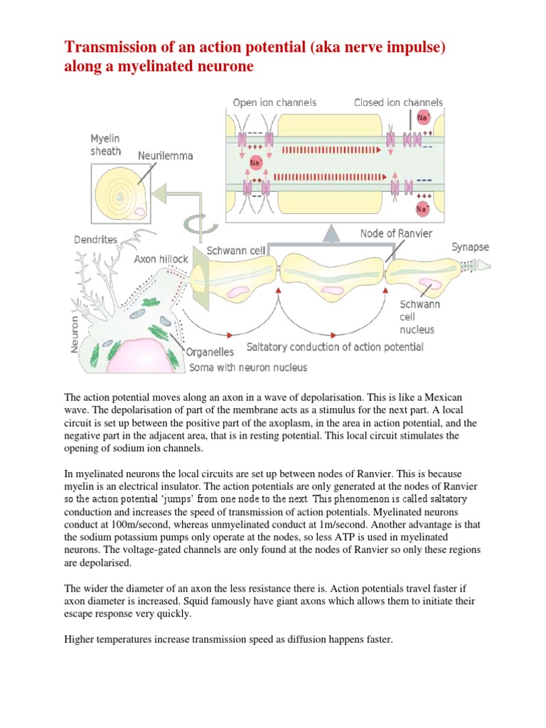 Transmission of The Nerve Impulse Aka Action Potential | PDF