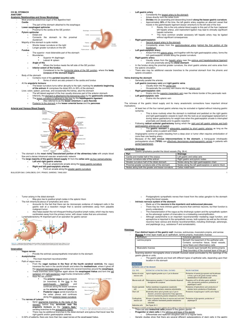 CH 26 Stomach | PDF