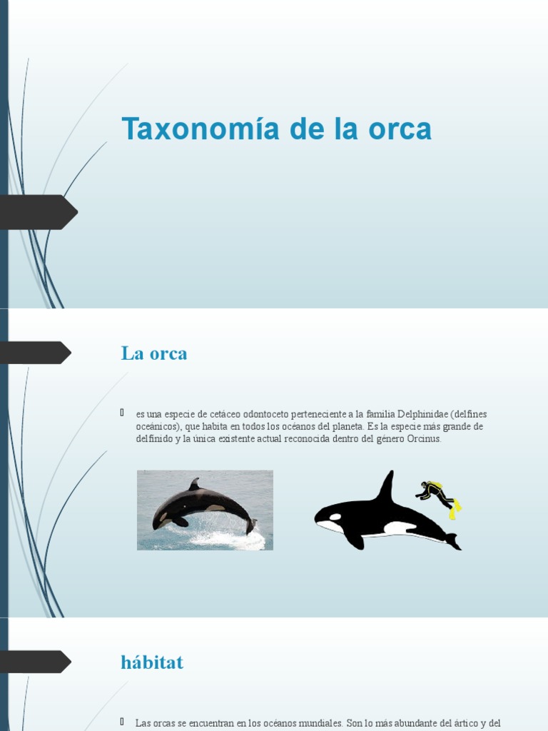 Taxonomía de La Orca | PDF | Organismos | Mamíferos marinos