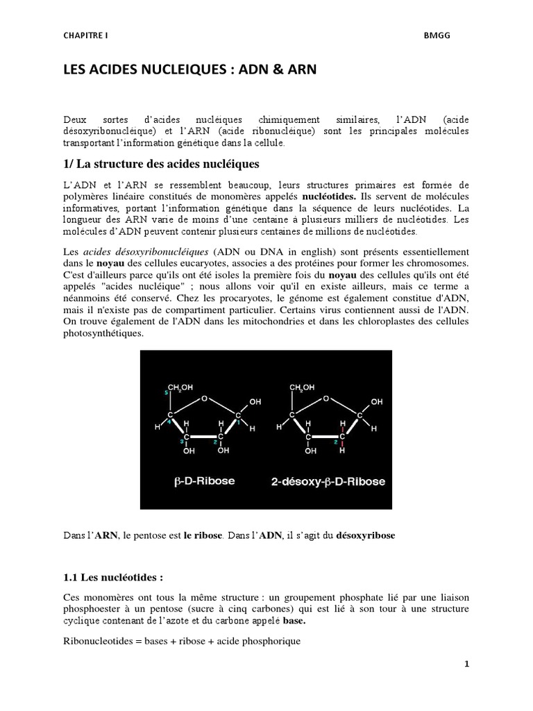 Structure et Propriétés de l'ADN | PDF | Acide nucléique | ADN