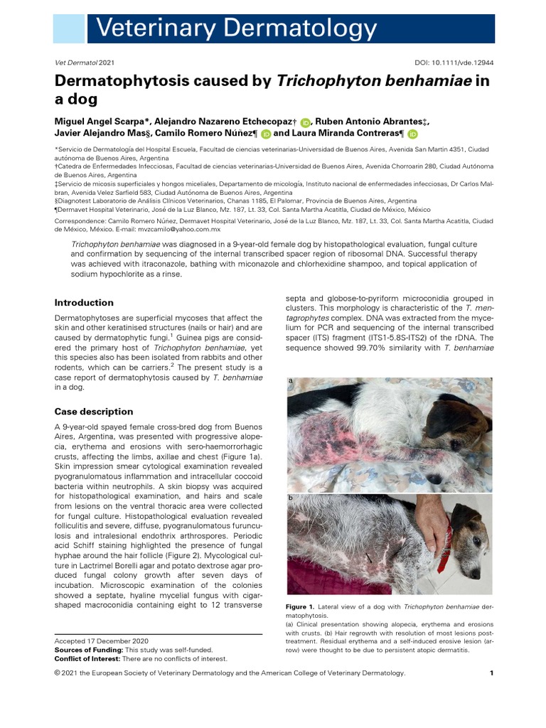 Dermatophytosis Caused by Trichophyton Benhamiae in A Dog | PDF