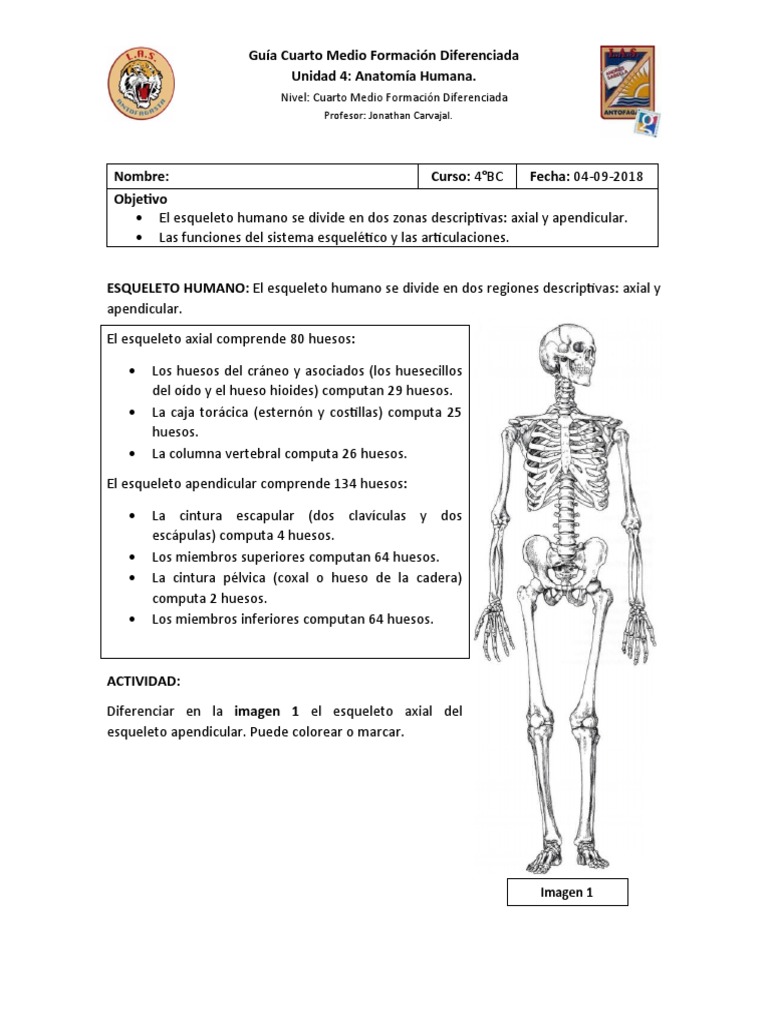Netter 4 | PDF | Articulación | Esqueleto