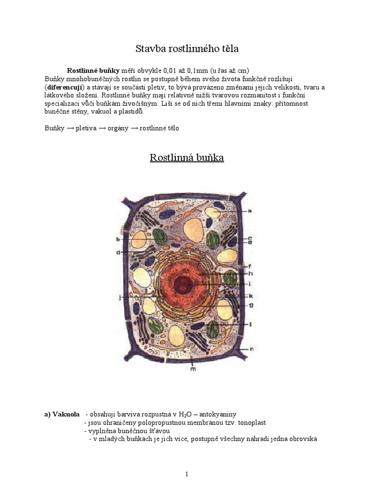 Vol. 4 - Stavba Rostlinného Těla | PDF