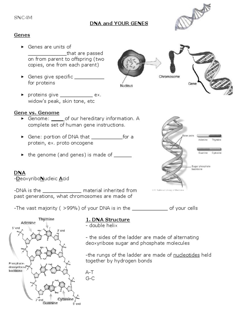 1DNA | PDF